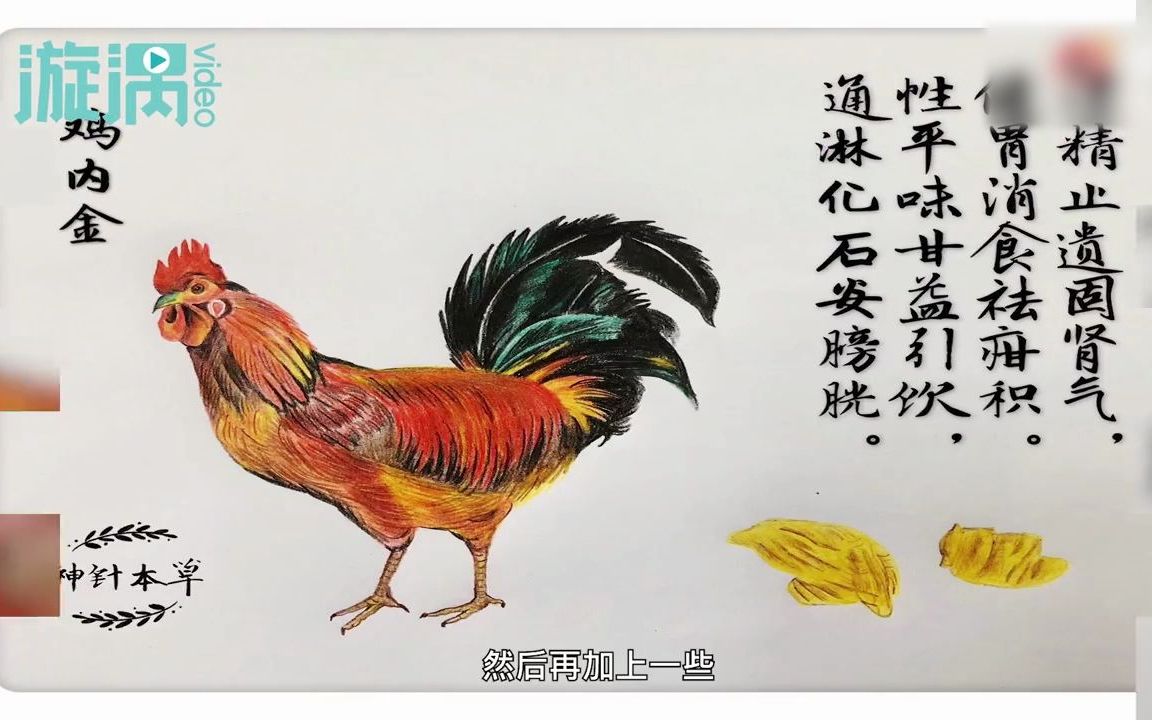 中药之美!高校老师手绘500幅中草药