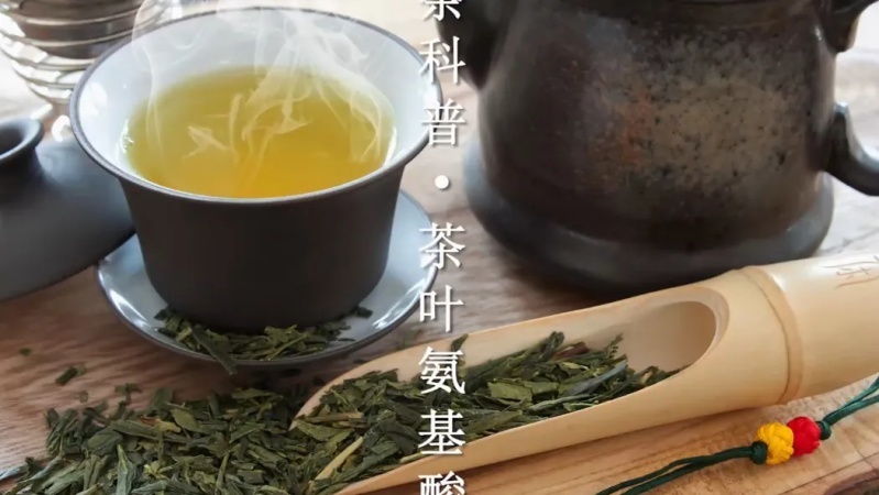 茶科普 什么是茶叶中的氨基酸