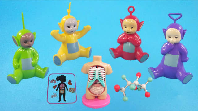 天线宝宝认知启蒙人体内脏结构,很有趣的迷你模型