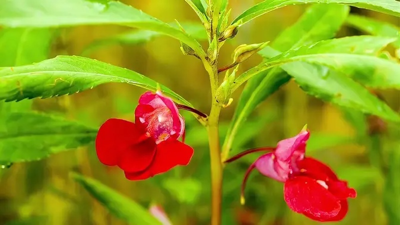 凤仙花的产地分布及生长条件
