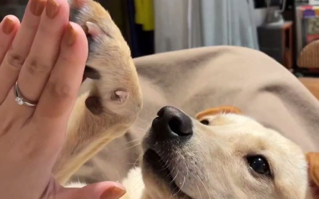 兔年礼物推荐|陪伴是狗狗对你的无声告白