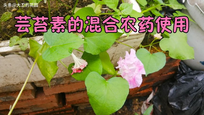 芸苔素配合其他农药的使用注意事项
