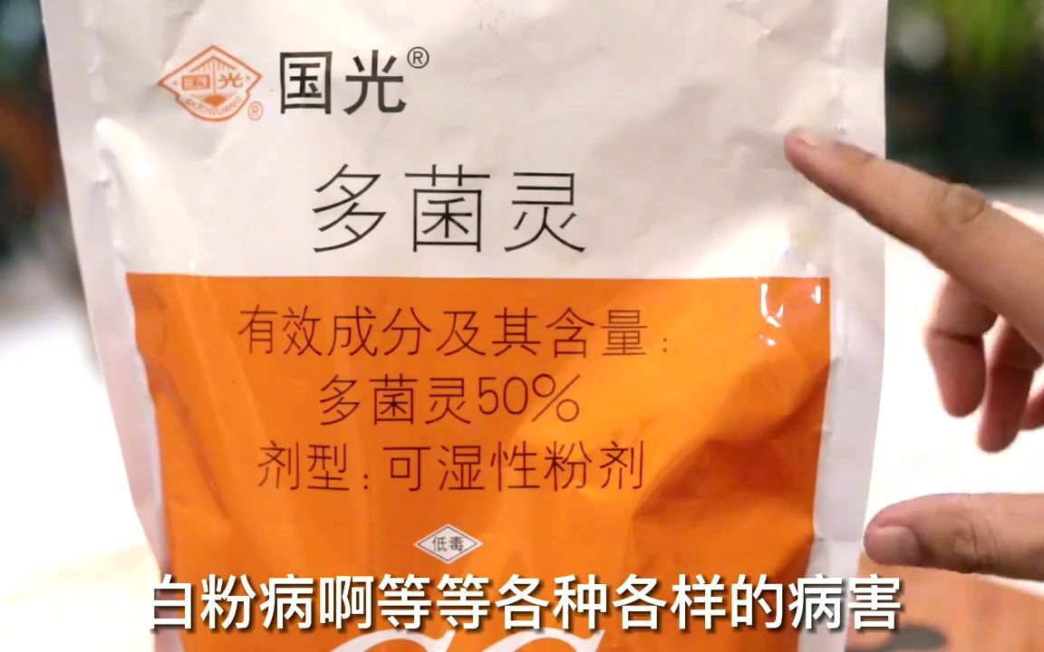 养花生病了怎么办?园艺师教你,用多菌灵来解决,所有花都通用