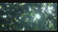 森林生态系统_标清