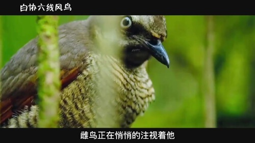 会各种舞蹈动作的雄性白协六线风鸟,舞姿优美,叹为观止