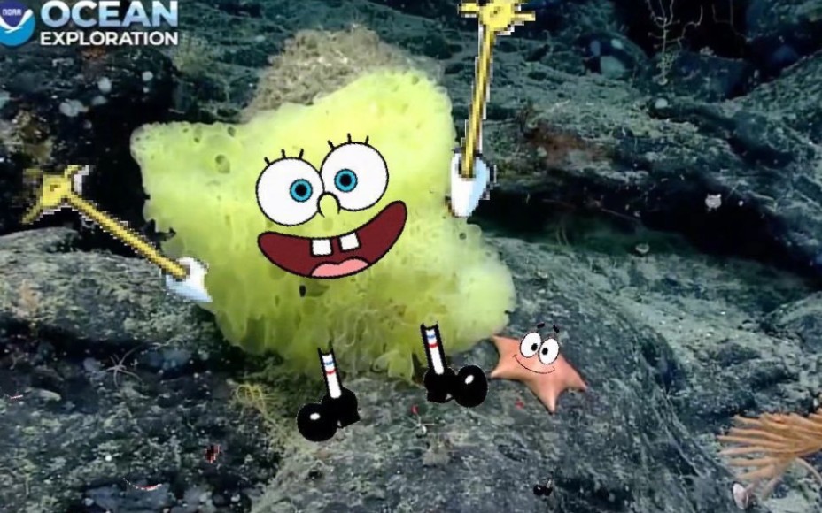 海绵宝宝是真实存在的!