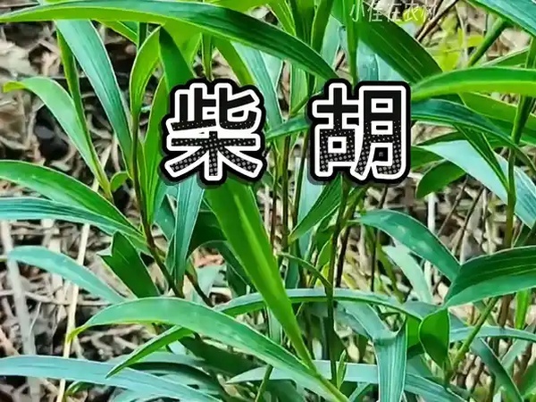 聊聊柴胡这味草药,它的用途可真不少!
