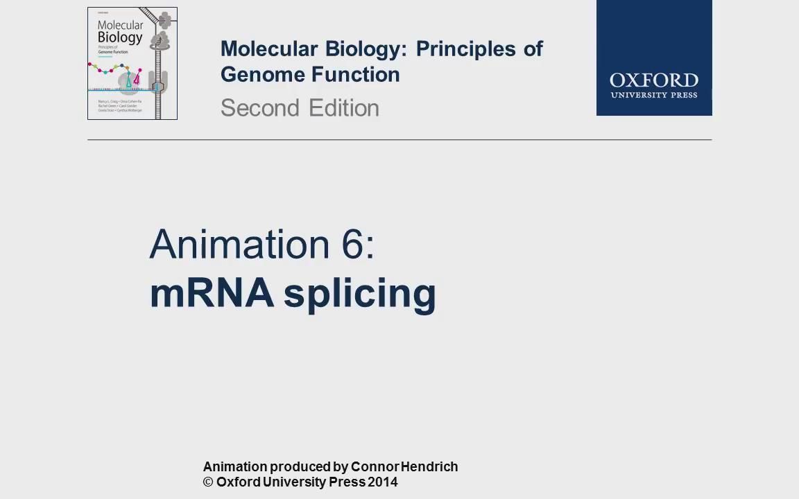 【动画】mRNA剪切 mRNA splicing《分子生物学:基因功能原理》6