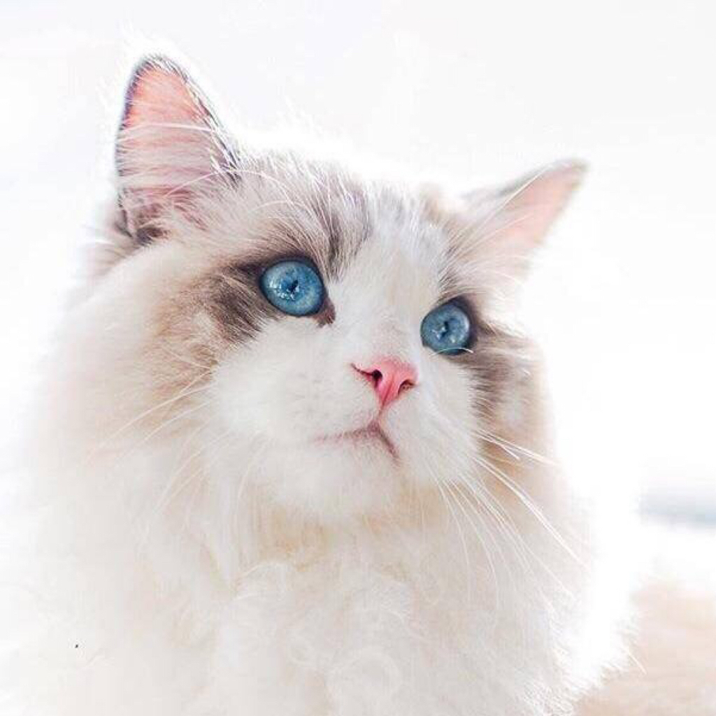 棺材里的猫 
