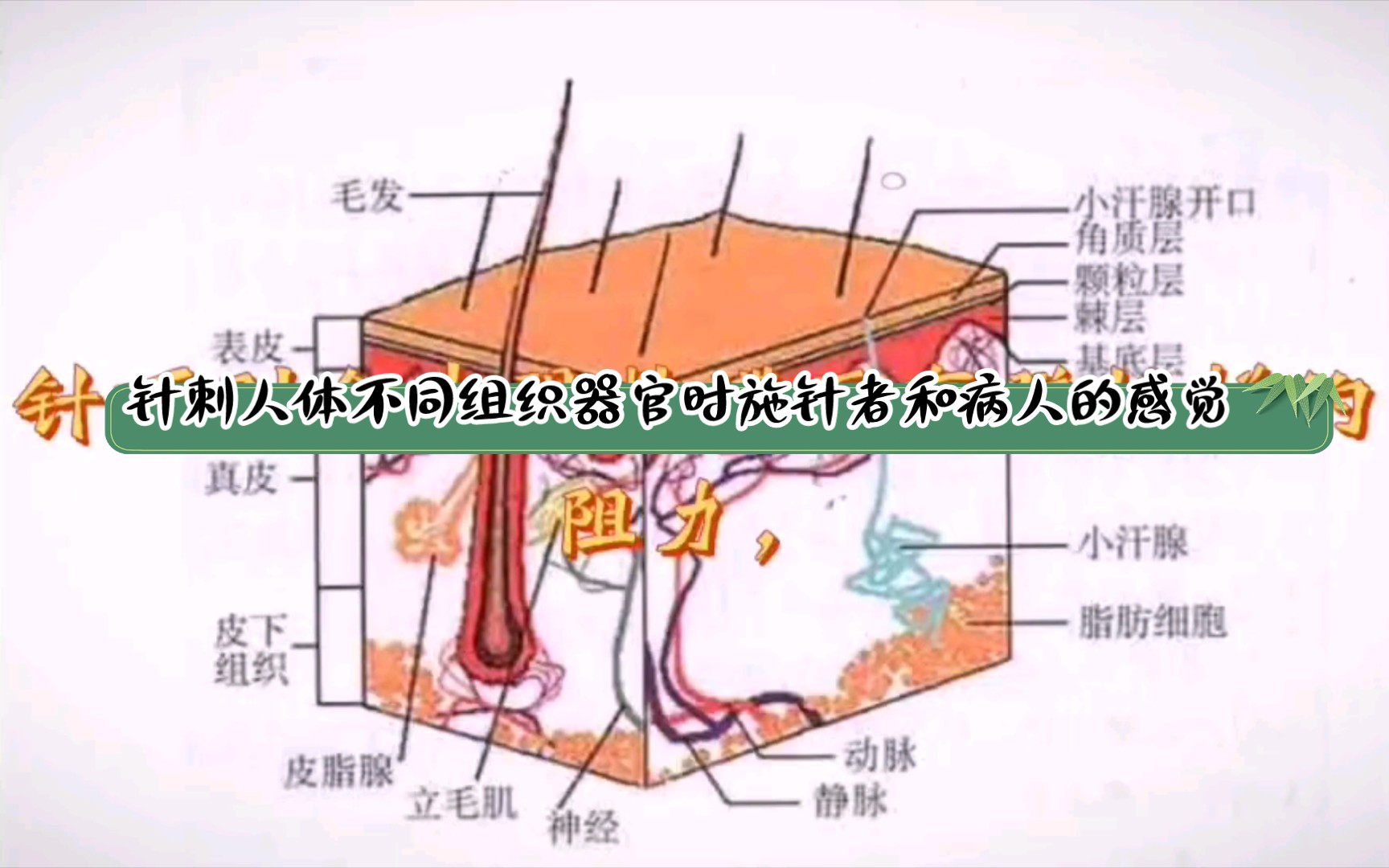 针灸意外及防治(三十六)针刺人体不同组织器官时施针者和病人的感觉