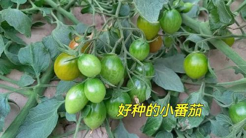 这种小番茄太好种了,非常适合家庭种植,病虫害少,产量高