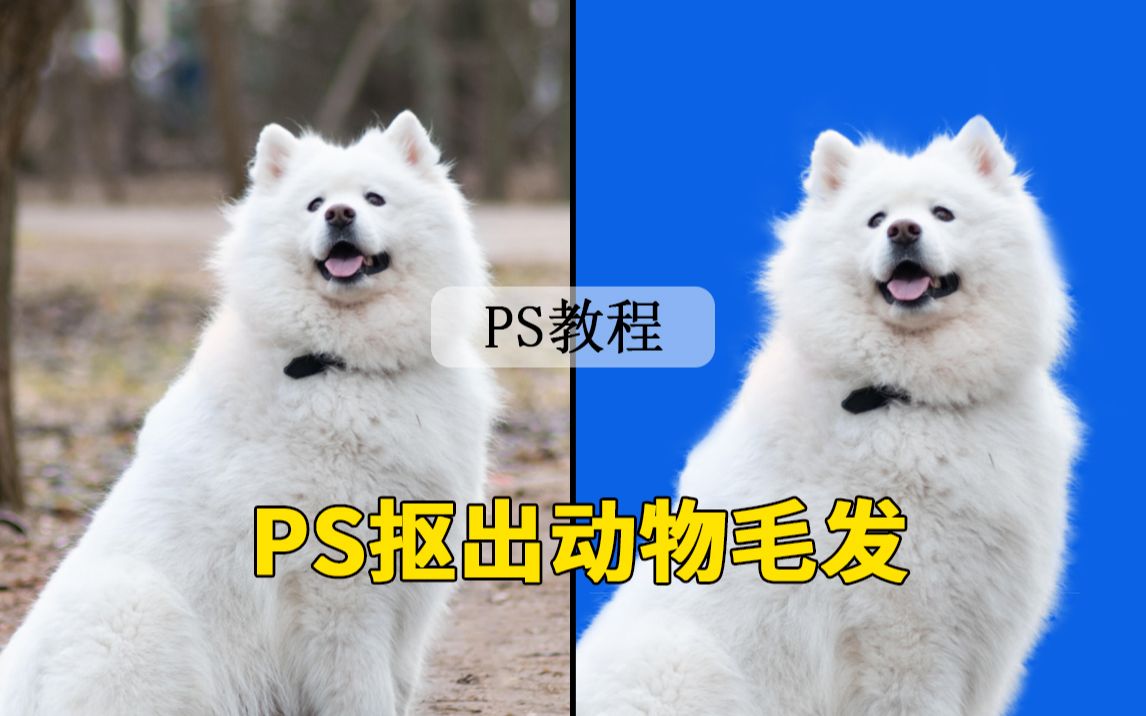 【PS教程】教你轻松抠出动物毛发
