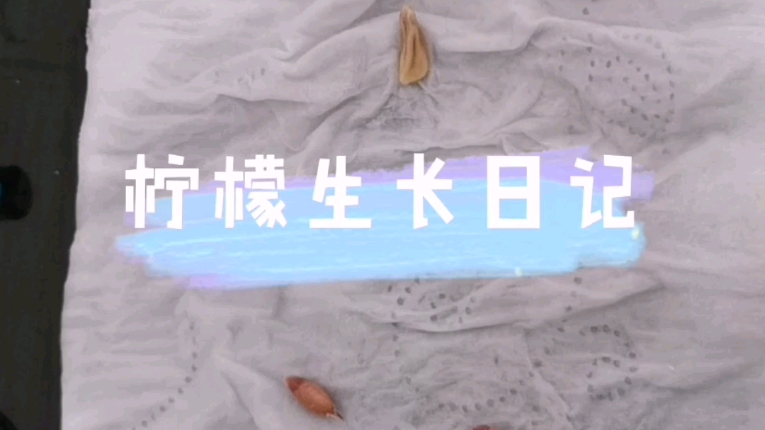柠檬生长日记-从入门到入土