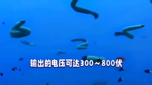 电螨放电超厉害!除它外还有啥动物能放电?