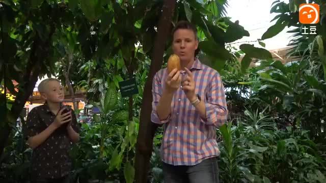 咖啡由可可豆研磨,可可豆里面到底有什么呢?老外切开揭秘