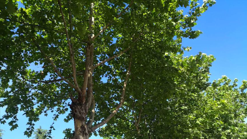 你知道法桐---悬铃木的妙处吗?