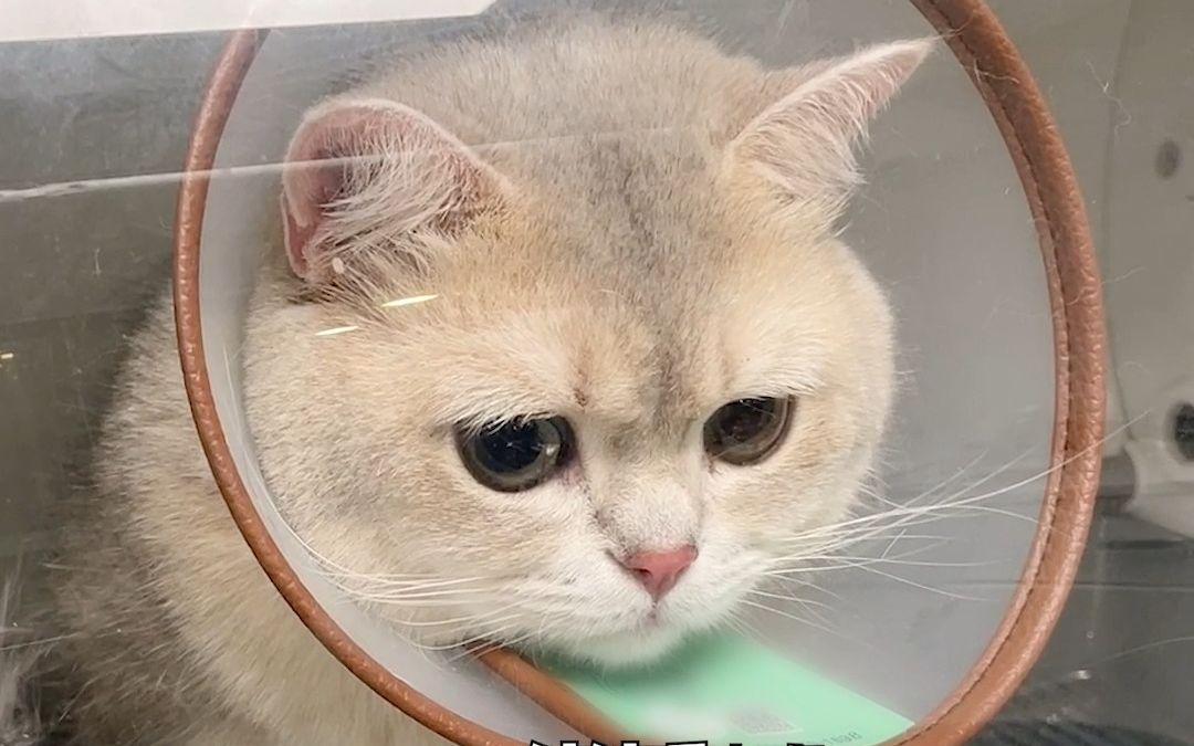 我的猫真的活不久了吗?