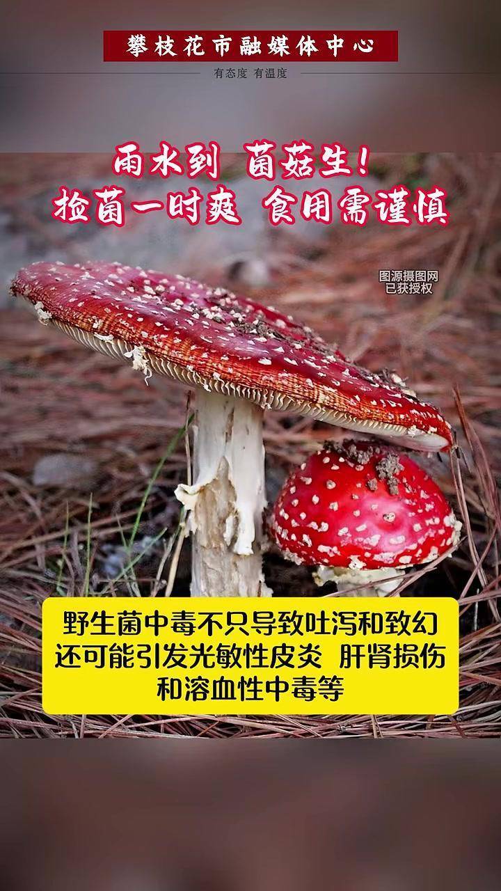 雨水催生野生菌,市市场监督管理局提醒市民:不采、不买、不食,预防...