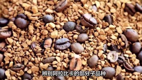 阿拉比卡咖啡豆跟罗布斯塔有什么区别?罗豆为什么不受待见?