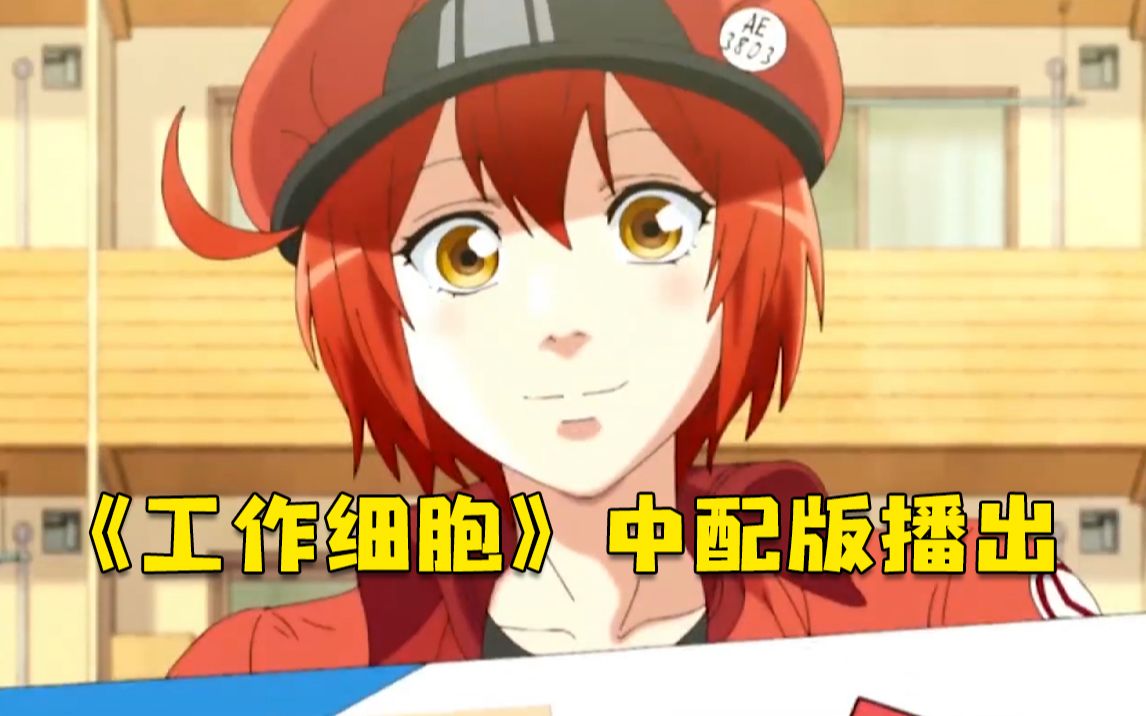 今日,《工作细胞》中配版正式开播!