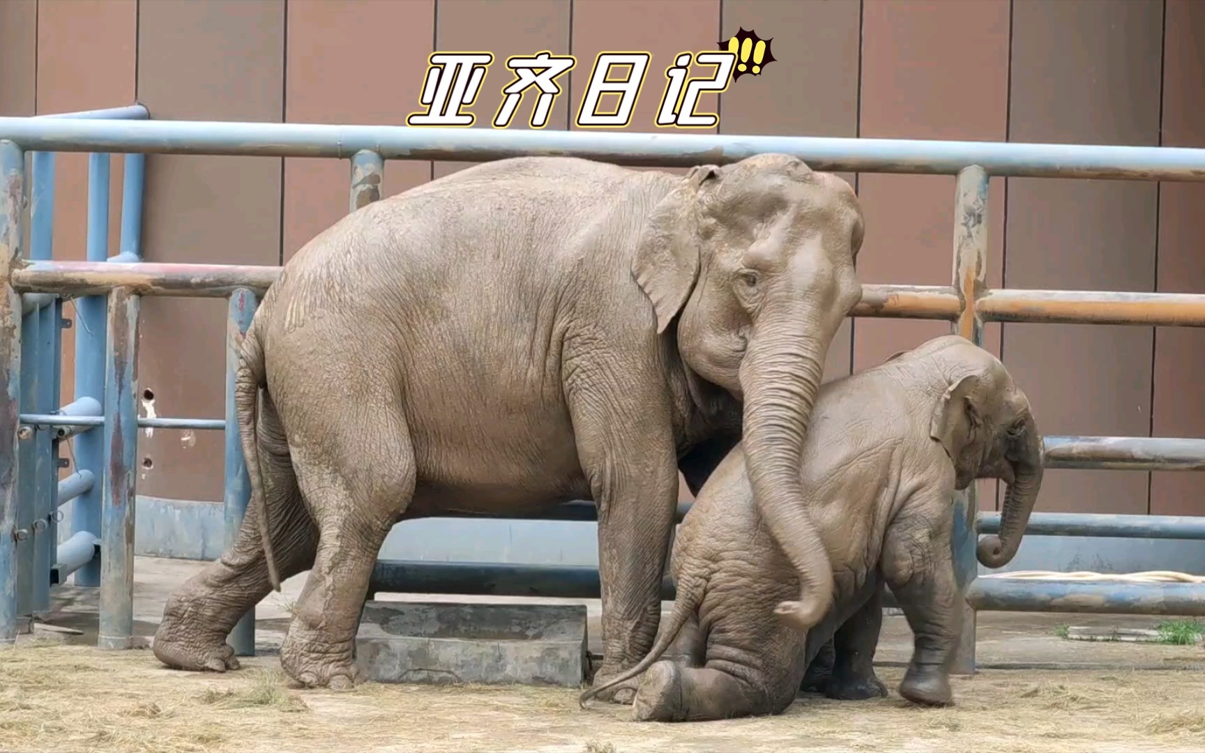 【亚洲象】猪子上学了,幼儿园让准备个亲子节目,他和妈妈在家里排练,...