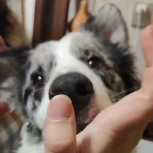 王A爻 
