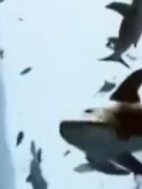 OpenAI宣布将关停Sora,为IPO做准备