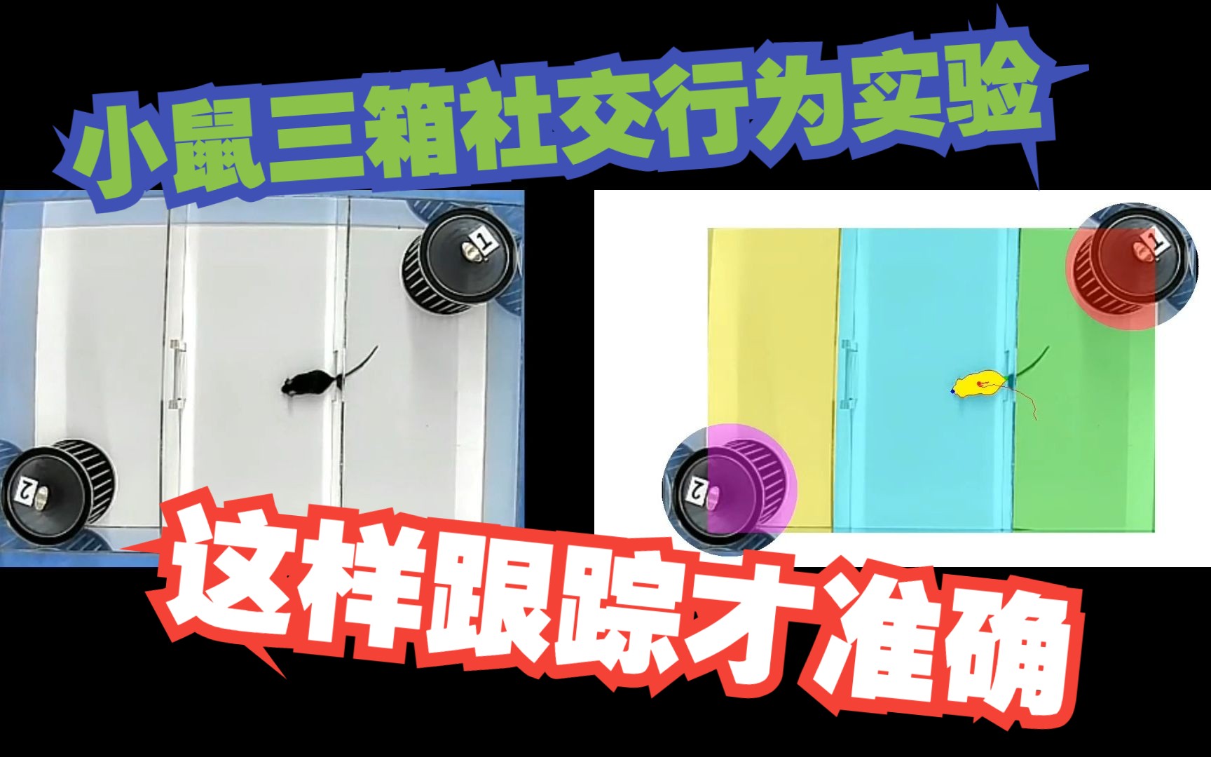 小鼠三箱社交行为实验(VisuTrack动物行为分析软件,上海欣软)