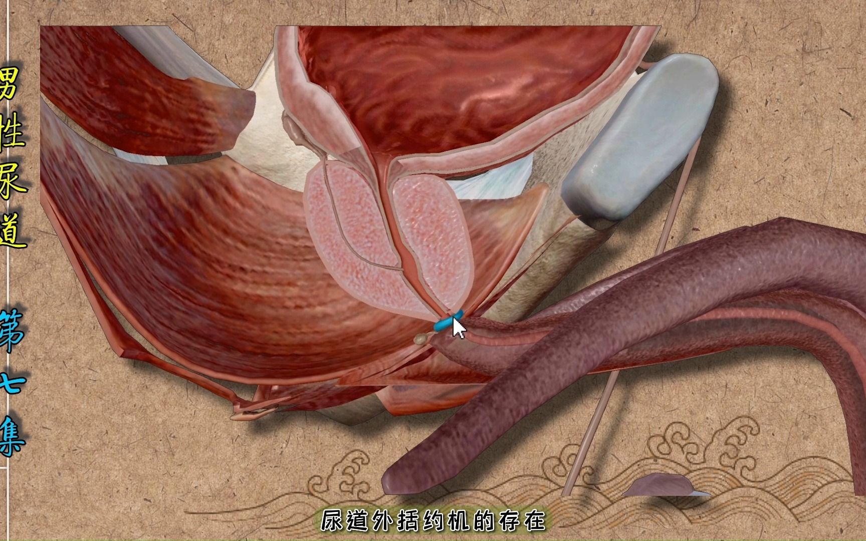 男性尿道(上集)-第7集-生殖系统-3D人体解剖微课