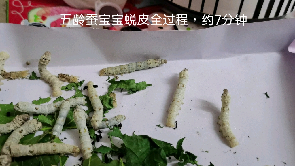 五龄蚕宝宝蜕皮全过程,约7分钟