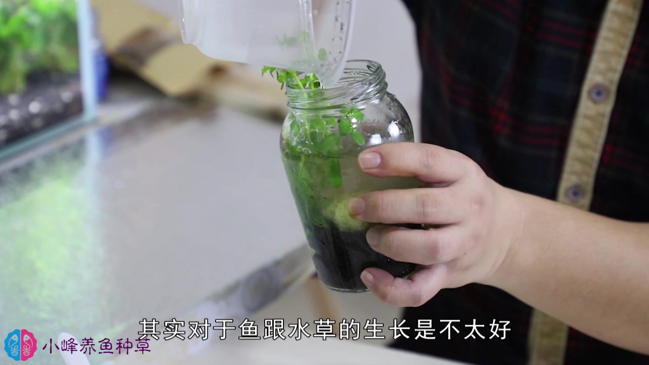 生态瓶养鱼,1个月都不用换水,掌握好要点,制作很简单