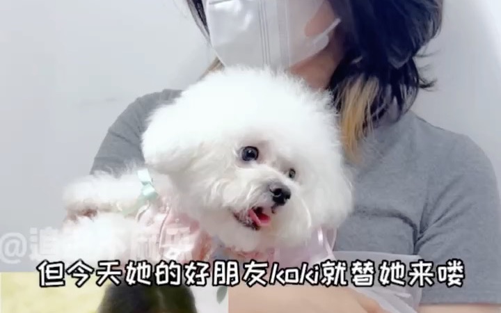 虞书欣的狗狗朋友koki来啦