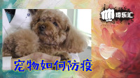 宠物可传播新冠病毒?猫狗之后老虎也被确诊,身边的宠物如何防疫?