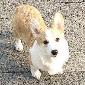 小智瑟妹 