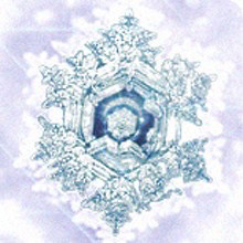 Kunka竹林枫