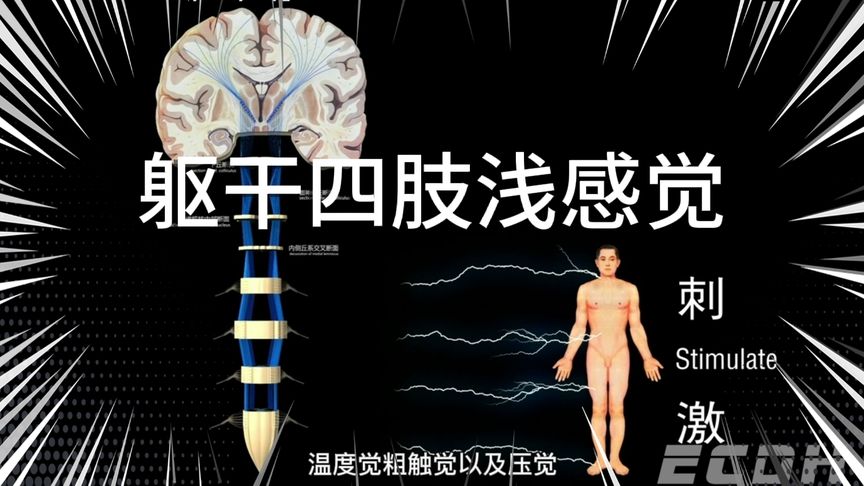 痛觉,温度觉等信息是怎么传递到大脑的?看躯干四肢浅感觉传导路