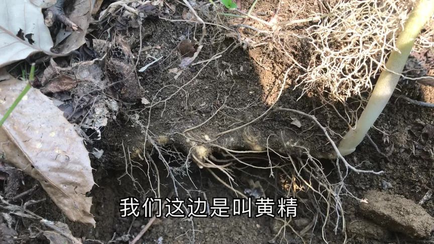 它就是黄精也叫多花黄精姜形黄精有很不错的价值一起看看它的作用