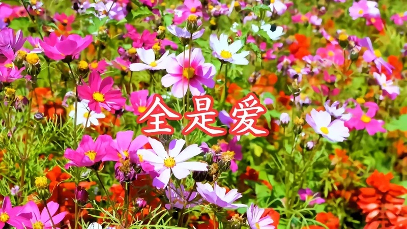 凤凰传奇一曲经典老歌《全是爱》