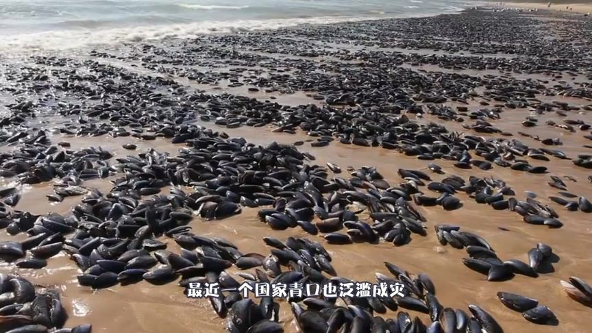 青口泛滥成灾,严重破坏当地生态环境,当地政府快哭了