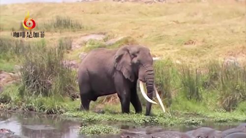 落单大象勇闯河马群被咬尾巴!吃痛大象抬脚狂踩!现场水花四溅