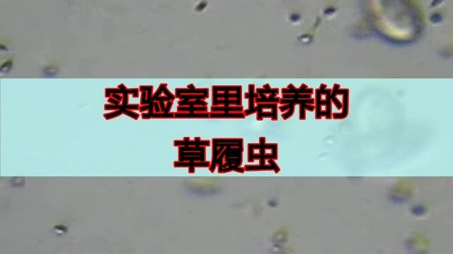 显微镜下的草履虫