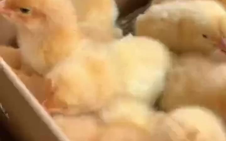 鸡缺乏维生素的症状鸡缺乏维生素有什么症状鸡缺乏维生素的症状鸡乏...