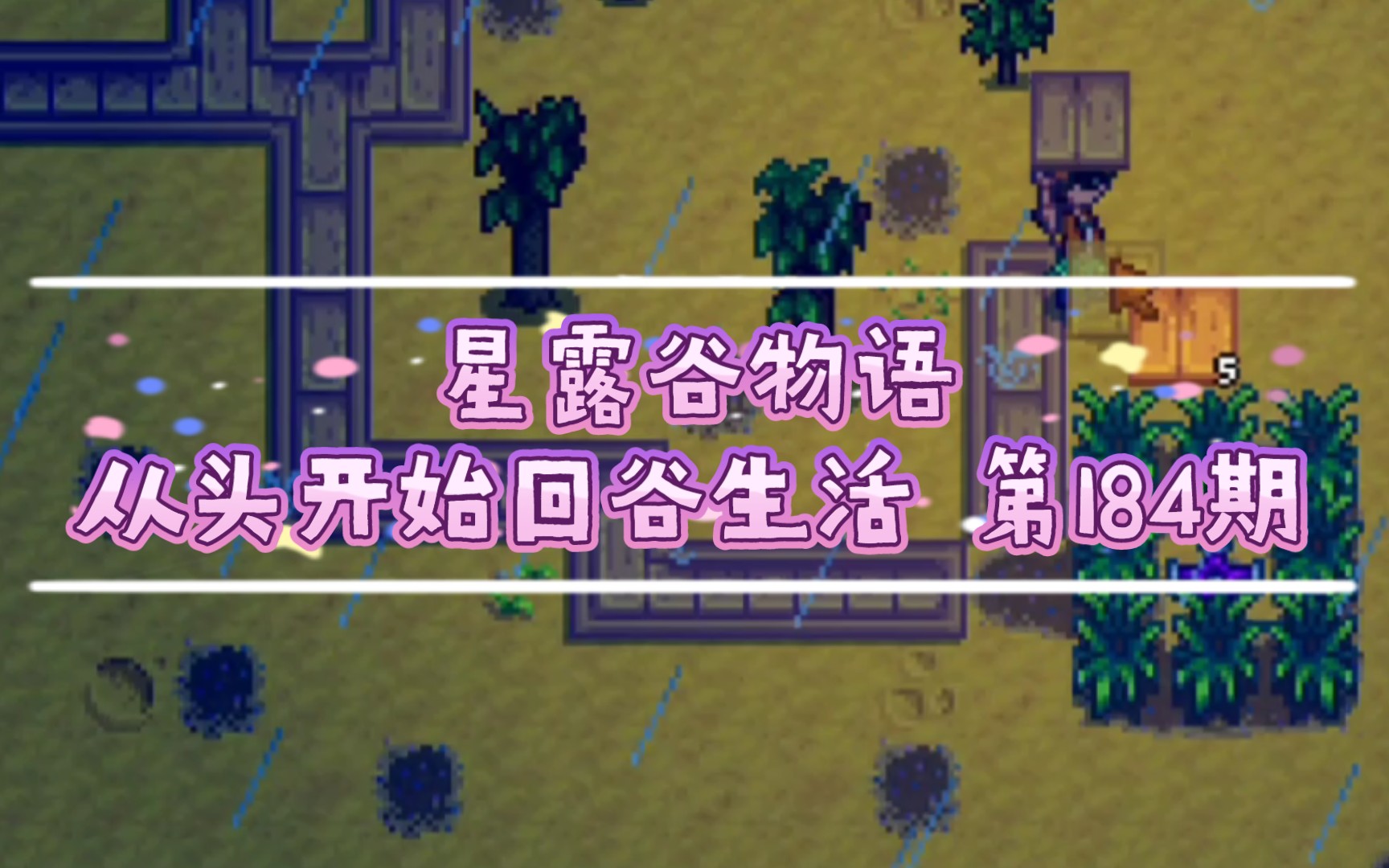 ...谷物语:从头开始回谷生活 第184期-终于(暂时)在姜岛种下了咖啡豆…