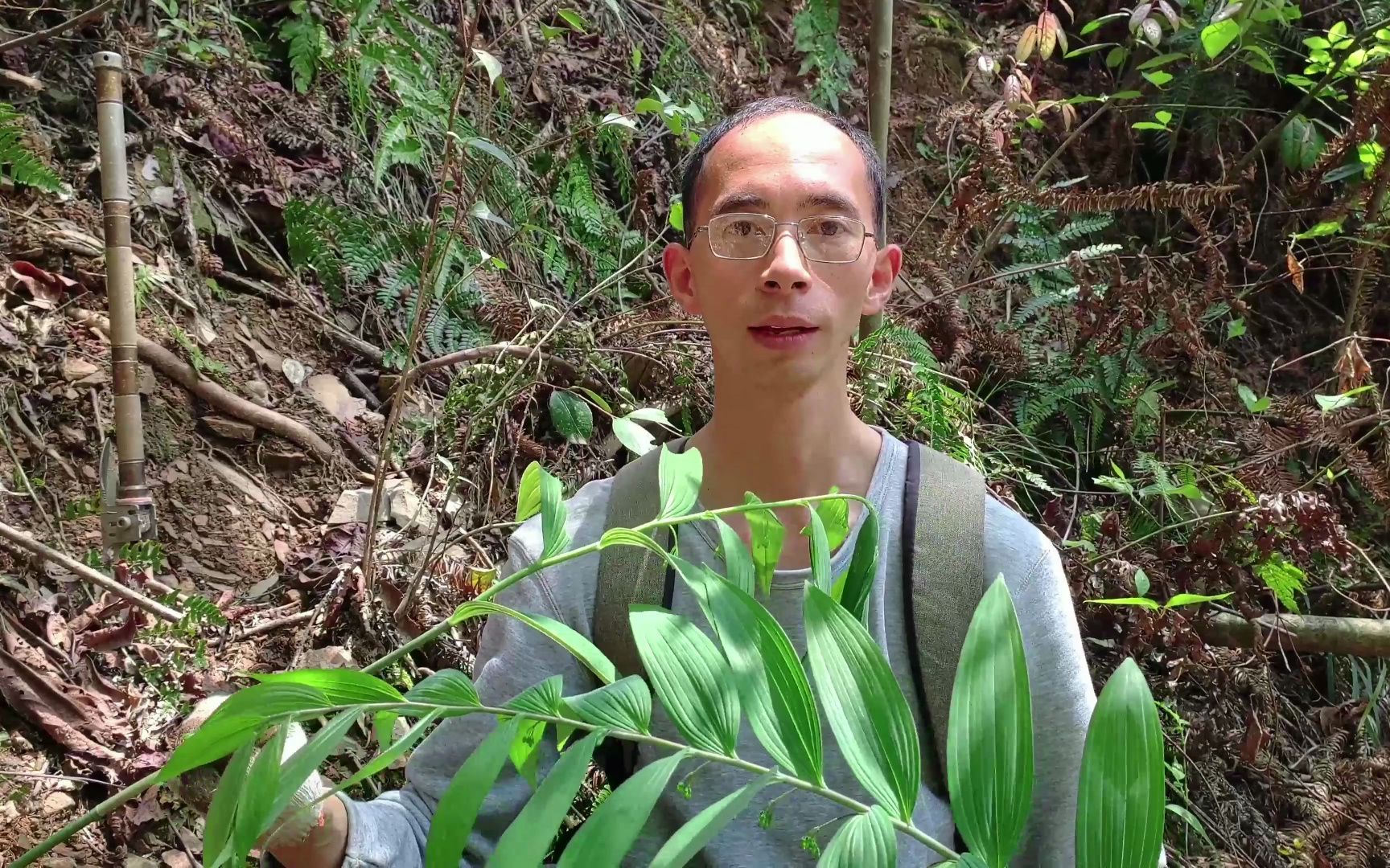 野生黄精稀缺难生长,挖到些10年以上靓货,真的是可遇不可求