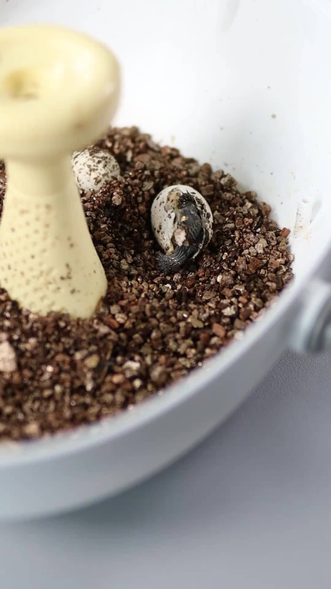 从一颗蛋开始养,陪孩子一起来孵化饲养小乌龟吧