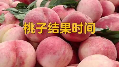 桃子从开花到结果要多久?揭秘桃树生长全过程!