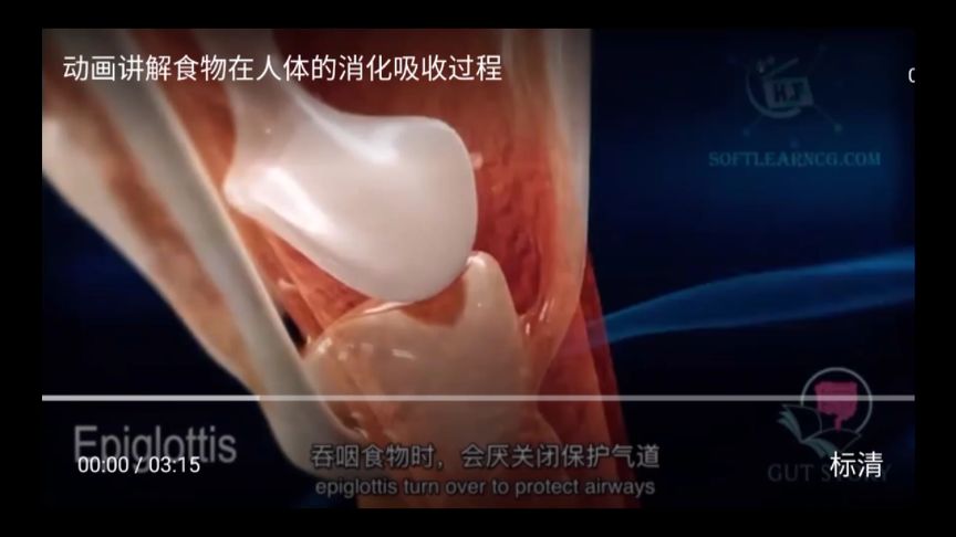 食物在人体内的消化与吸收过程
