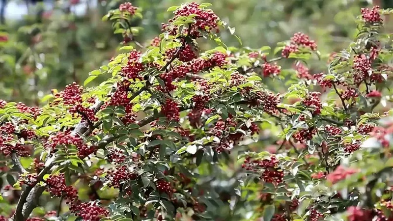 陕西华州区花椒产业荣获林业科技推广成果二等奖,迈向新征程