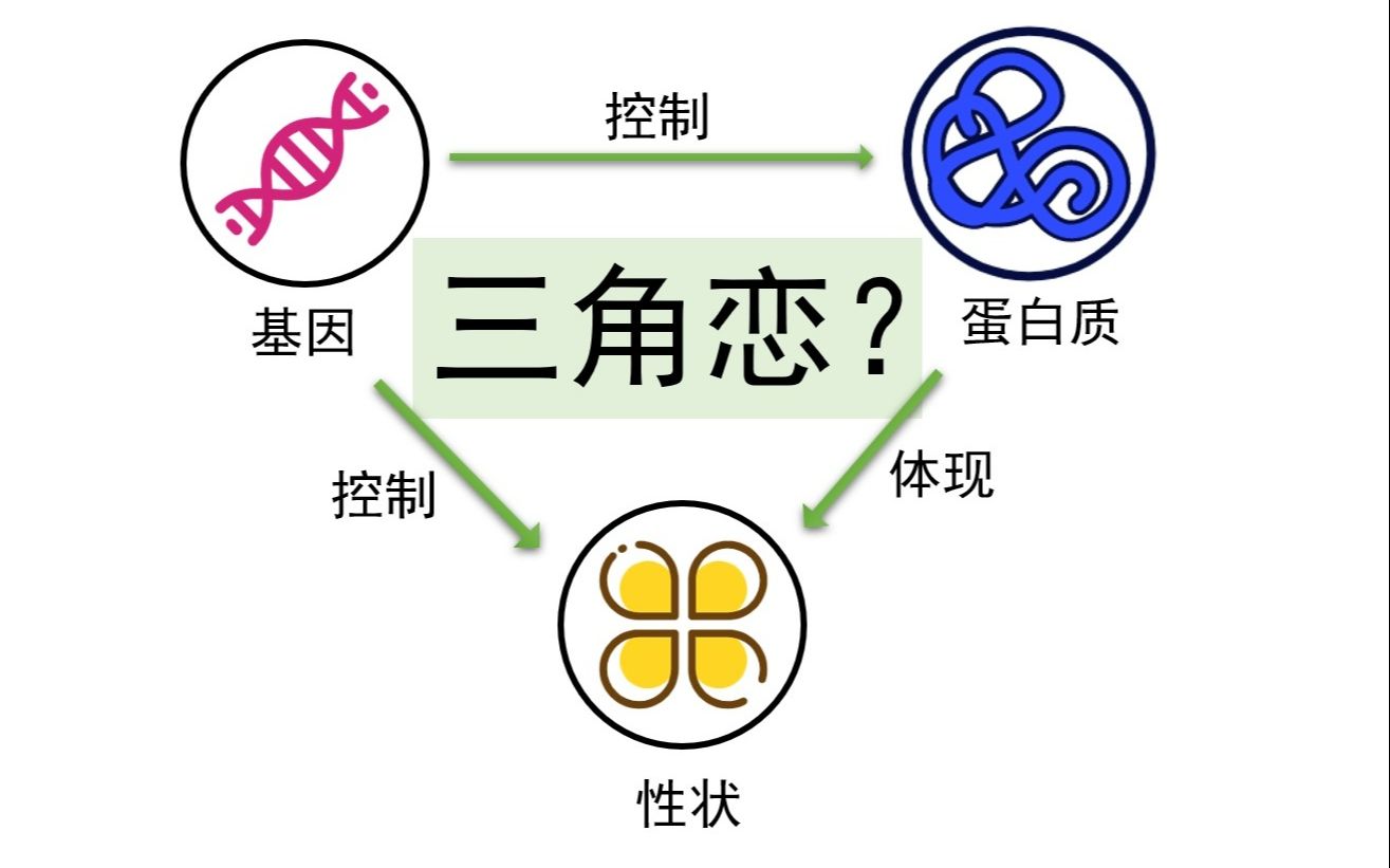 必修2第四章第2节:基因表达与性状的关系(第1课时)(新教材新授课)