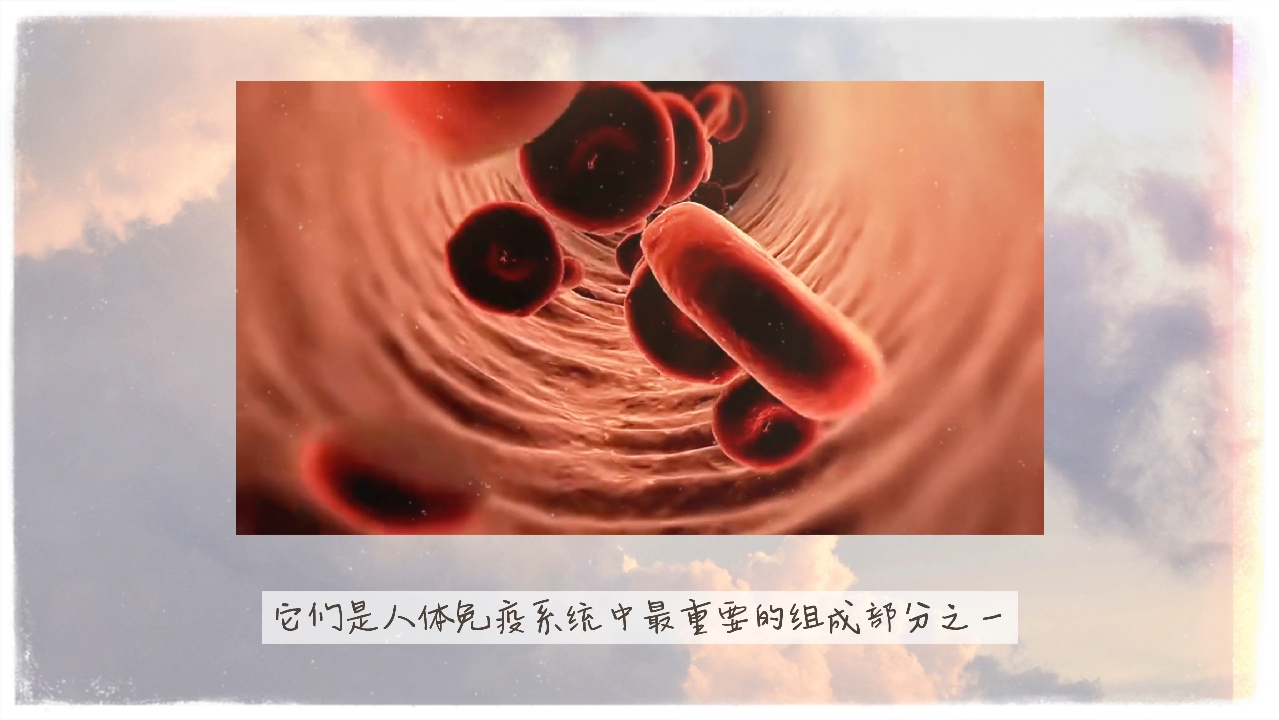 我们身体中的血细胞(视频版)